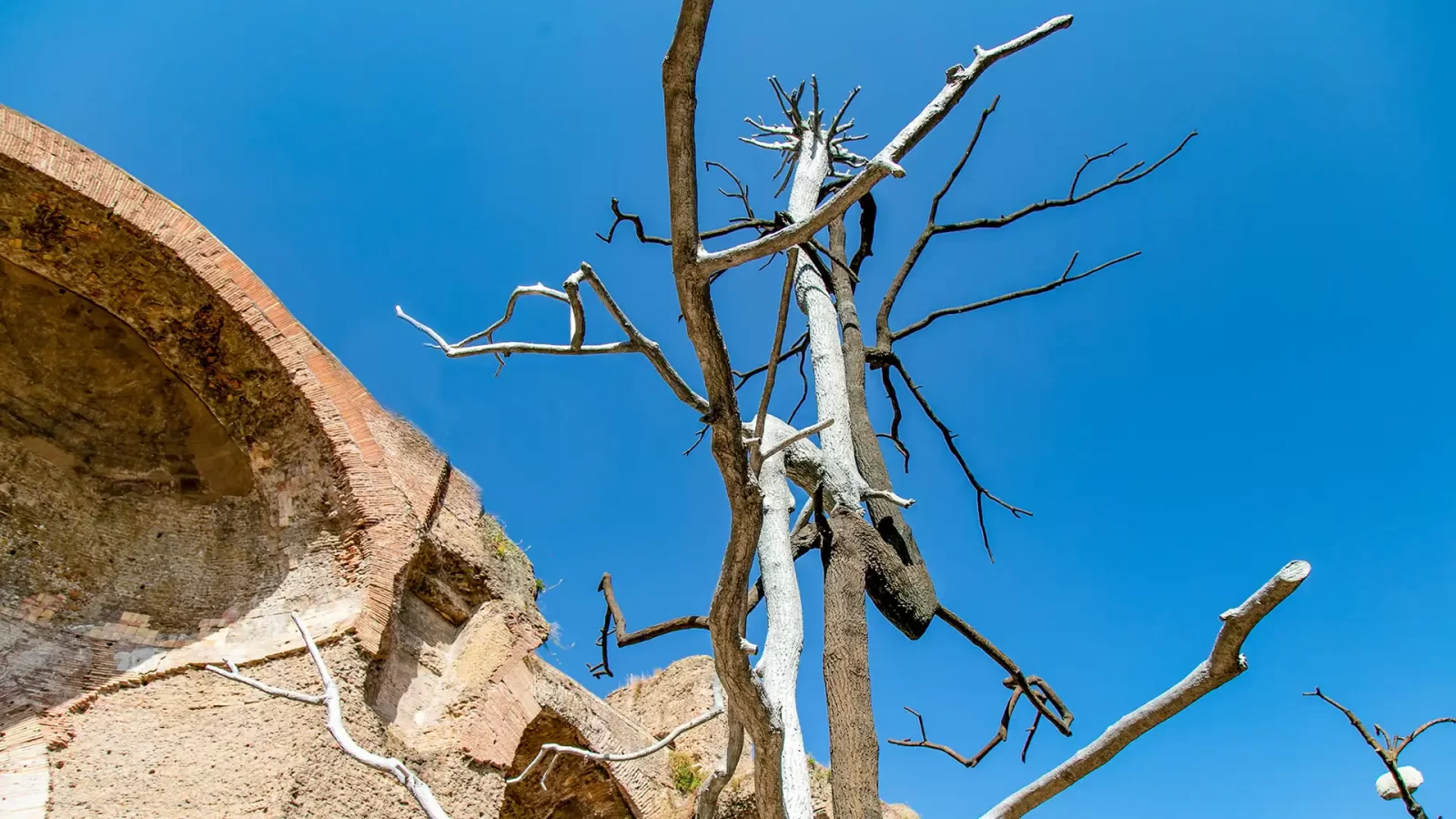 Giuseppe Penone. I suoi alberi alle Terme di Caracalla sono idee e ...