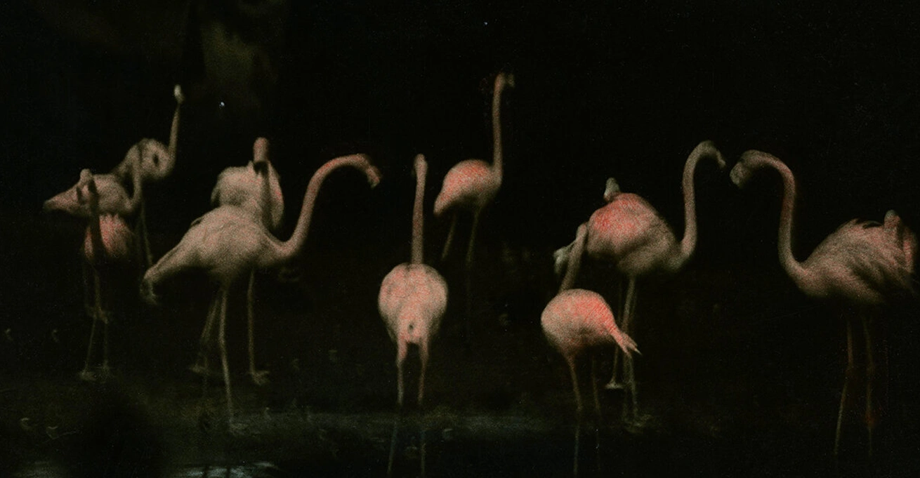 Ming Smith. I paint with light, M77 Gallery - art a part of cult(ure)